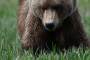 Photographing Kodiak Brown Bears at Rohrer Bear Camp: A Unique ...